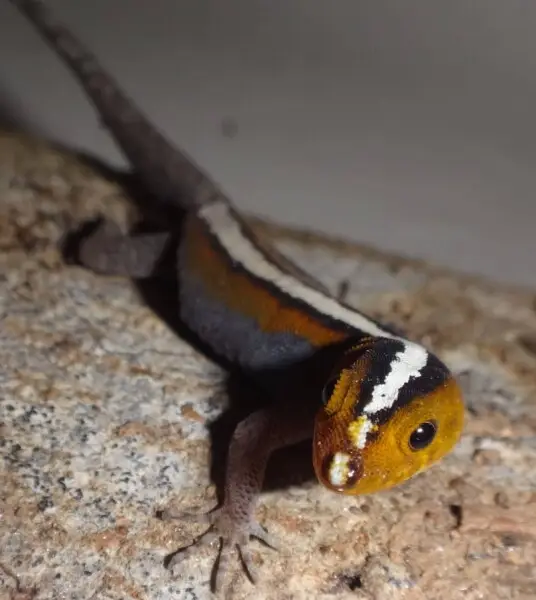 Wiegmann's striped gecko - Facts, Diet, Habitat & Pictures on Animalia.bio