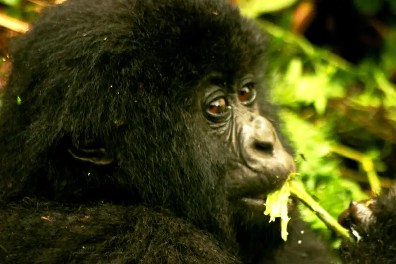 Mountain gorilla - Facts, Diet, Habitat & Pictures on Animalia.bio