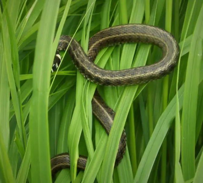 Grass Snake - Facts, Diet, Habitat & Pictures on Animalia.bio