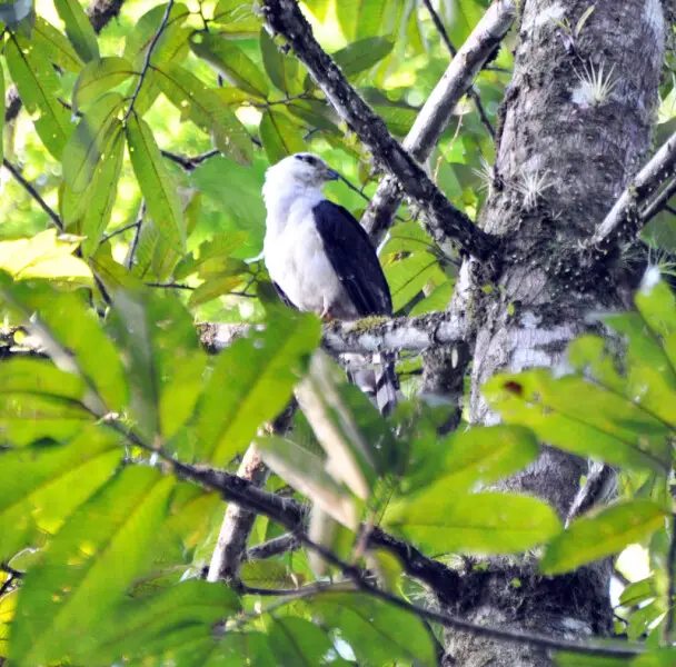 Gray-headed kite - Facts, Diet, Habitat & Pictures on Animalia.bio