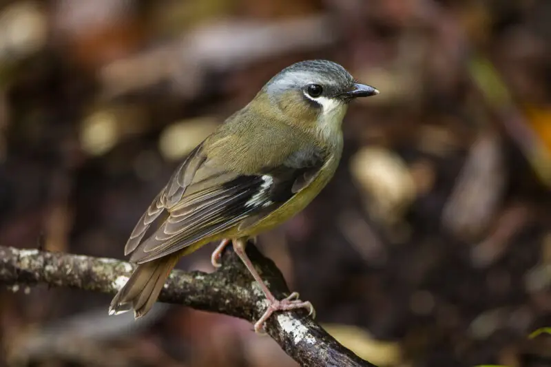 Grey-headed robin - Facts, Diet, Habitat & Pictures on Animalia.bio