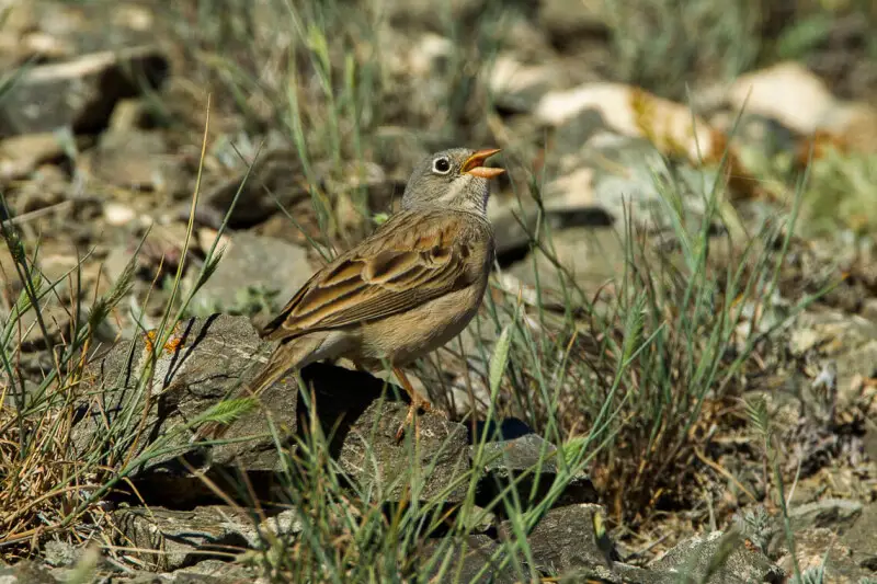 Grey-necked bunting - Facts, Diet, Habitat & Pictures on Animalia.bio