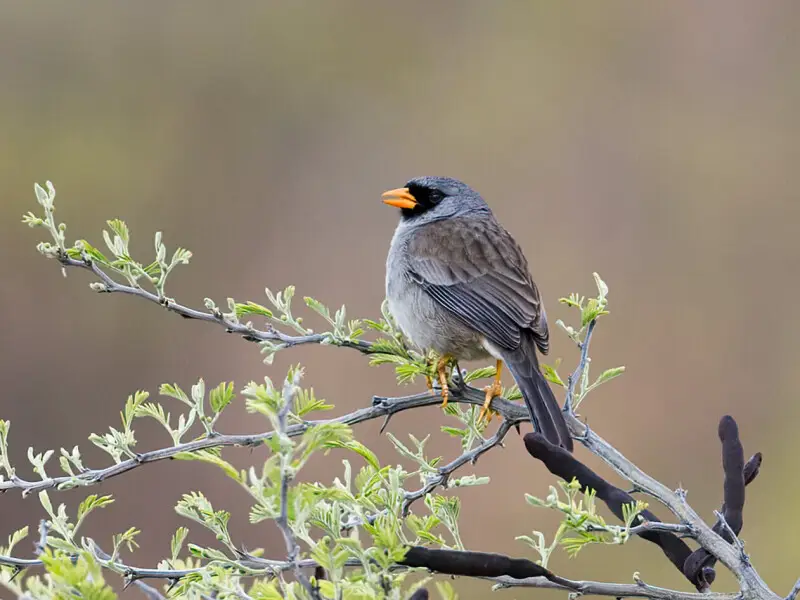Grey-winged Inca finch - Facts, Diet, Habitat & Pictures on Animalia.bio