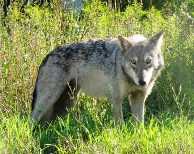 Great Plains wolf - Facts, Diet, Habitat & Pictures on Animalia.bio