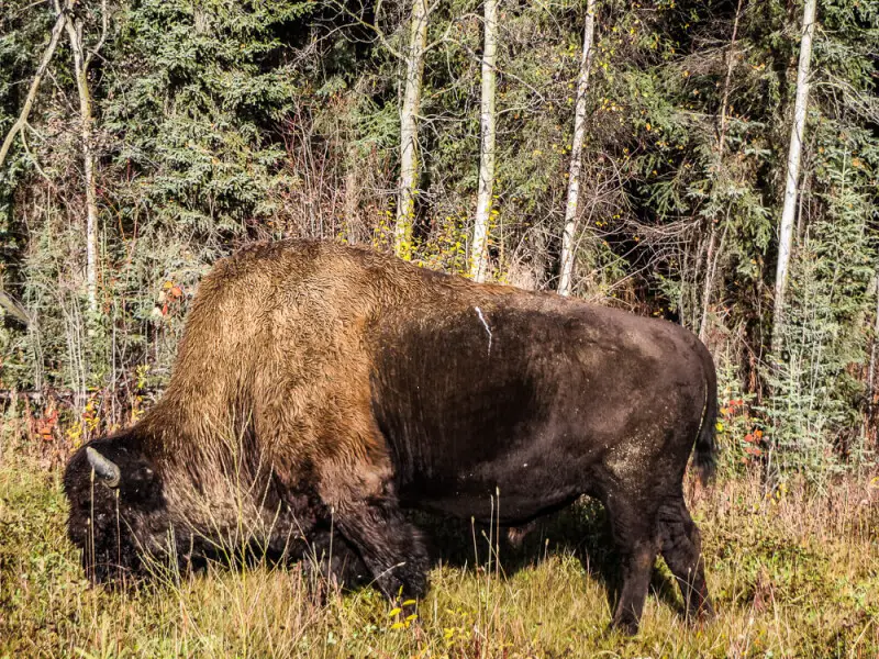 Wood bison - Facts, Diet, Habitat & Pictures on Animalia.bio