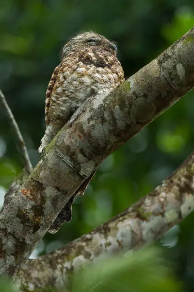 Great potoo - Facts, Diet, Habitat & Pictures on Animalia.bio