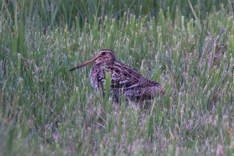 Great Snipe - Facts, Diet, Habitat & Pictures on Animalia.bio