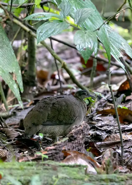 Great tinamou - Facts, Diet, Habitat & Pictures on Animalia.bio