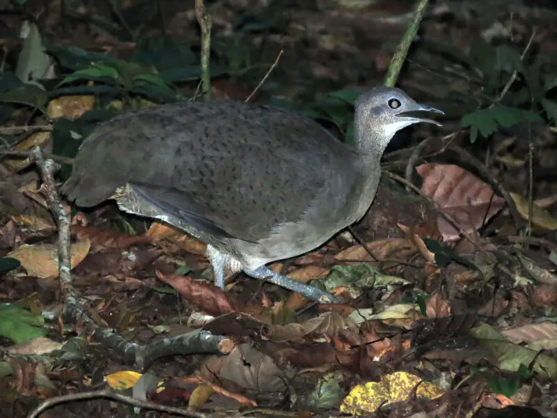 Great tinamou - Facts, Diet, Habitat & Pictures on Animalia.bio