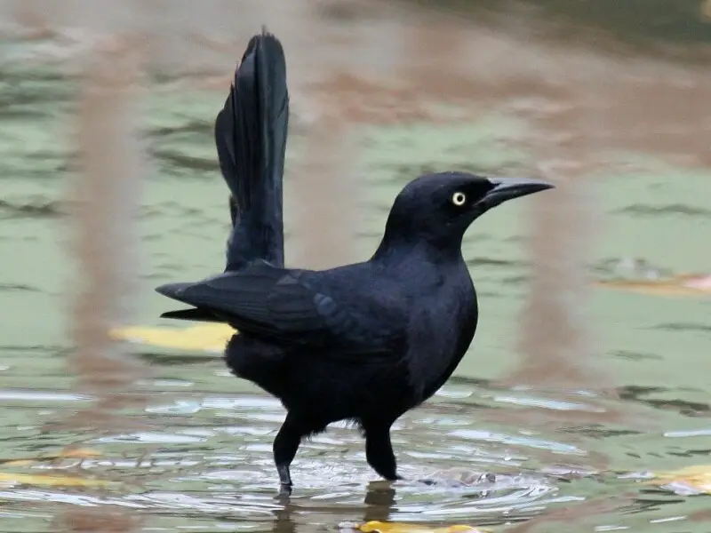 Greater Antillean grackle - Facts, Diet, Habitat & Pictures on Animalia.bio