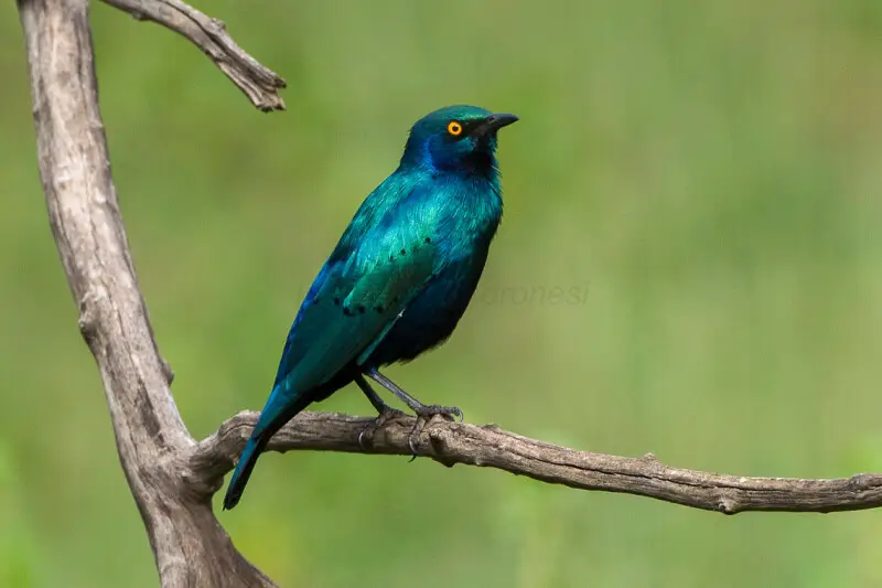 Greater blue-eared starling - Facts, Diet, Habitat & Pictures on ...