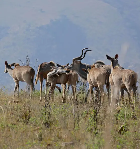 Greater Kudu - Facts, Diet, Habitat & Pictures on Animalia.bio