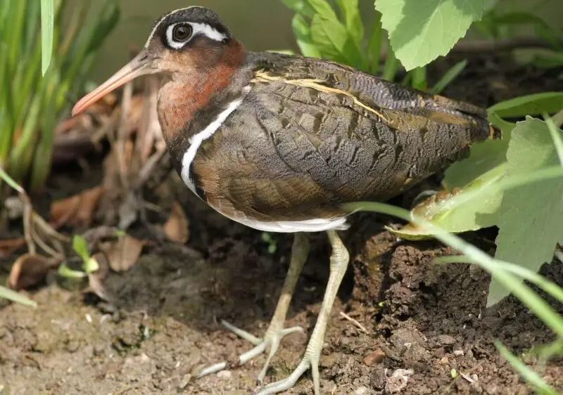 Greater painted-snipe - Facts, Diet, Habitat & Pictures on Animalia.bio