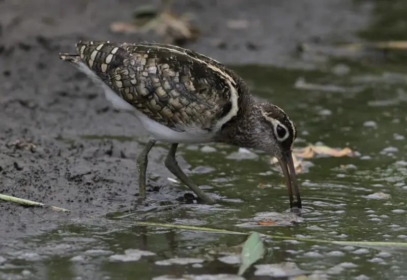 Greater painted-snipe - Facts, Diet, Habitat & Pictures on Animalia.bio