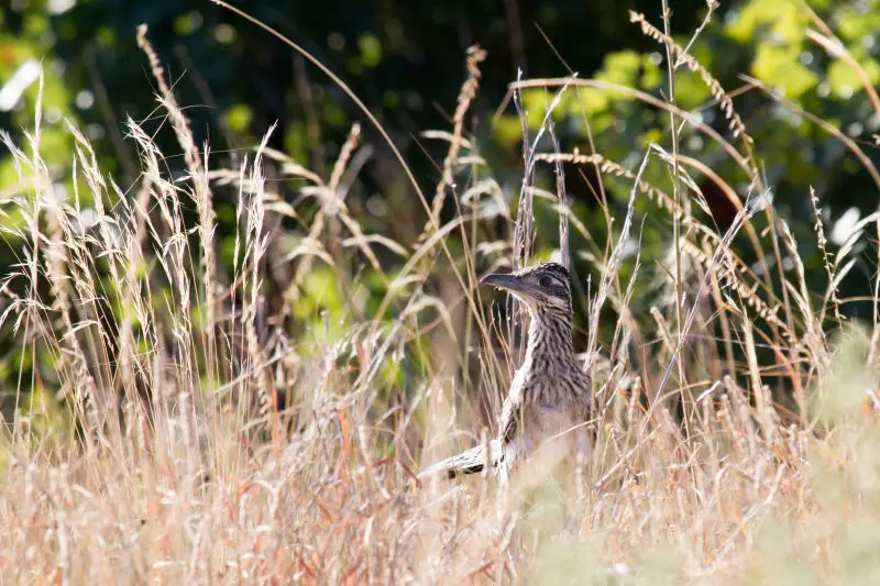 Greater Roadrunner - Facts, Diet, Habitat & Pictures on Animalia.bio