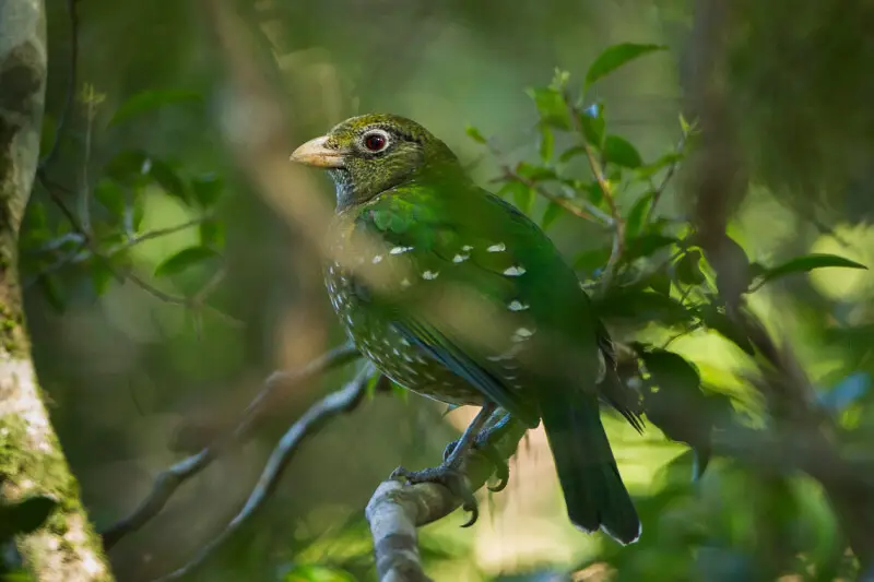 Green catbird - Facts, Diet, Habitat & Pictures on Animalia.bio