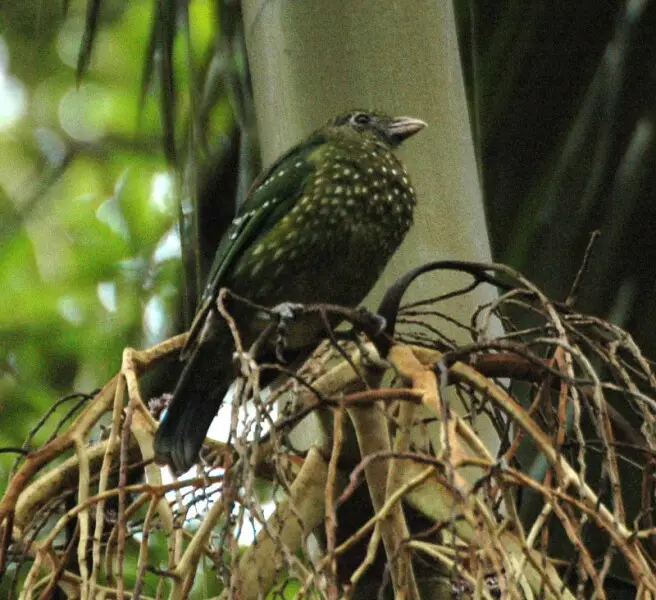 Green catbird - Facts, Diet, Habitat & Pictures on Animalia.bio