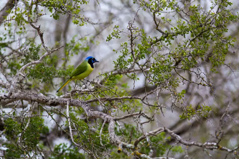 Green Jay - Facts, Diet, Habitat & Pictures on Animalia.bio