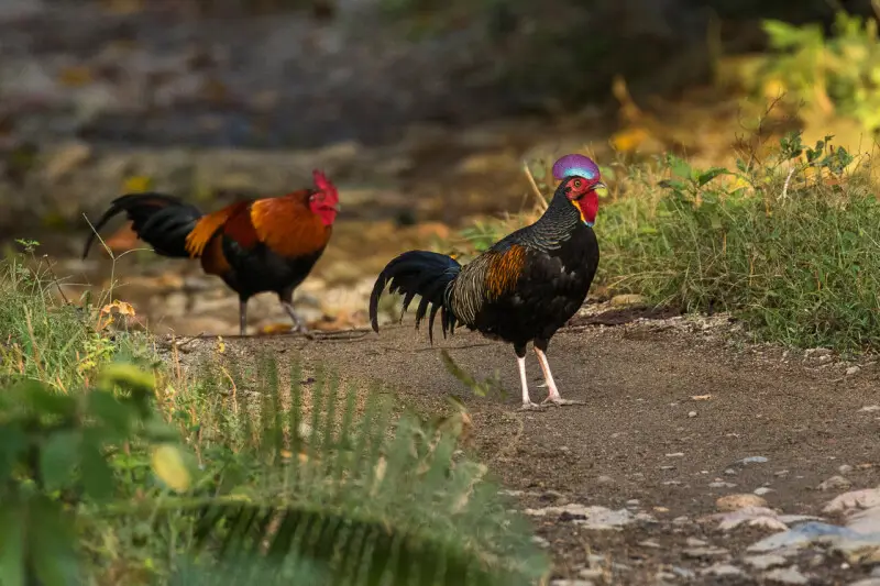 Green junglefowl - Facts, Diet, Habitat & Pictures on Animalia.bio