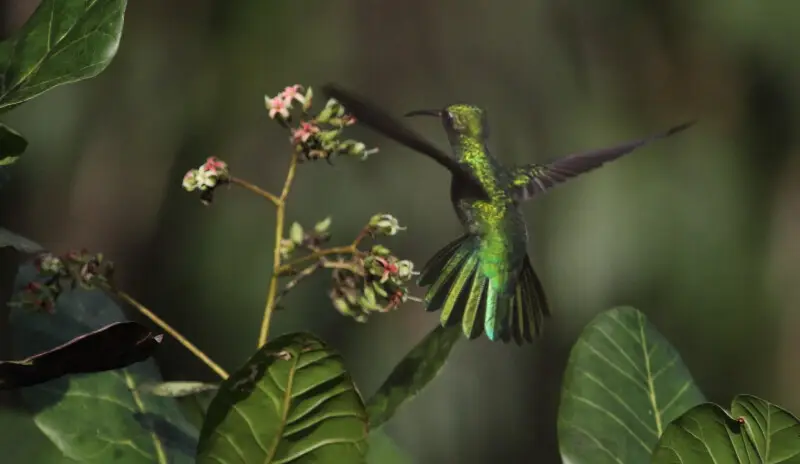 Polytmus theresiae - факти, дієта, ареал і фотографії на Animalia.bio