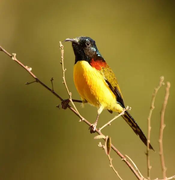 Green-tailed sunbird - Facts, Diet, Habitat & Pictures on Animalia.bio