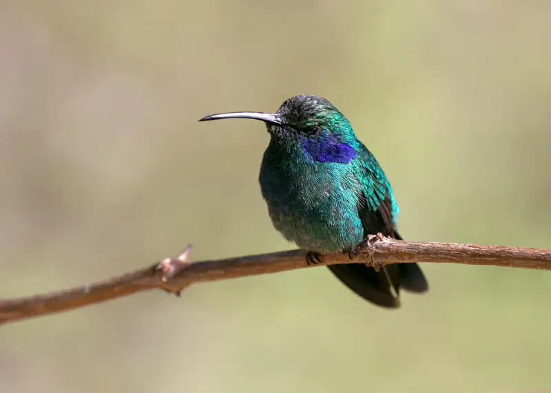 Colibri cyanotus - факти, дієта, ареал і фотографії на Animalia.bio