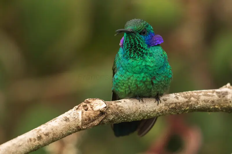 Lesser violetear - Facts, Diet, Habitat & Pictures on Animalia.bio