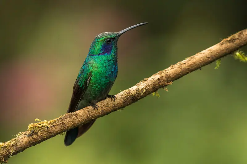 Lesser violetear - Facts, Diet, Habitat & Pictures on Animalia.bio