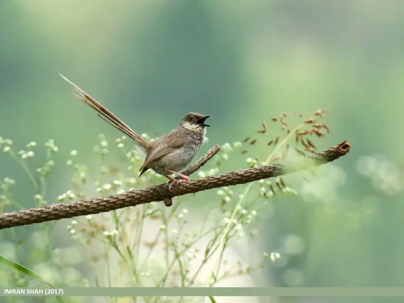 Grey-breasted prinia - Facts, Diet, Habitat & Pictures on Animalia.bio