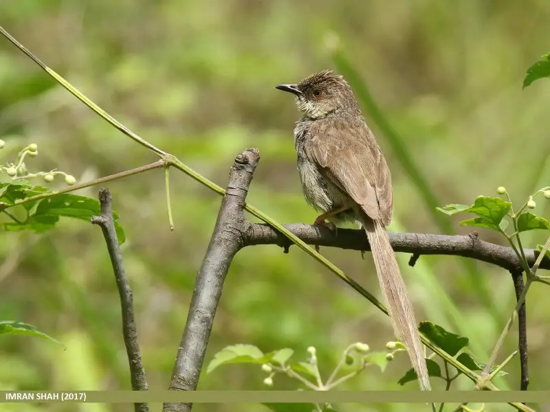 Grey-breasted prinia - Facts, Diet, Habitat & Pictures on Animalia.bio