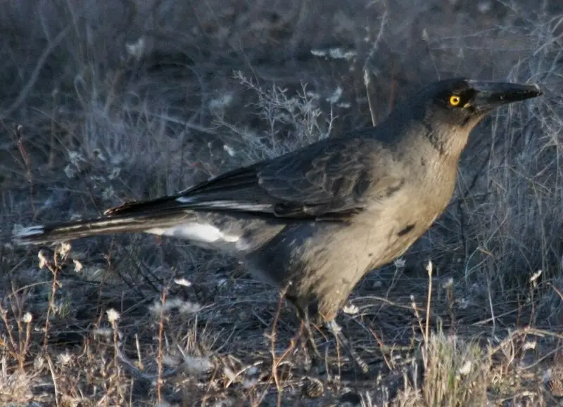 Grey currawong - Facts, Diet, Habitat & Pictures on Animalia.bio