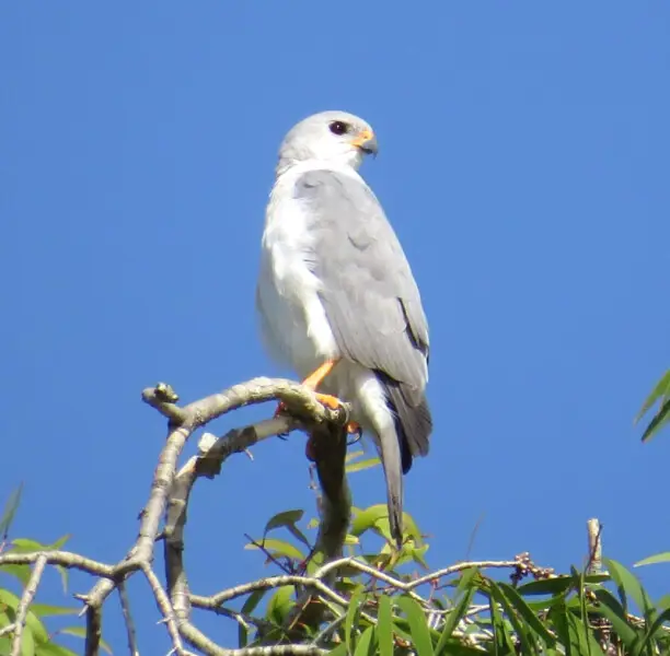 Grey goshawk - Facts, Diet, Habitat & Pictures on Animalia.bio