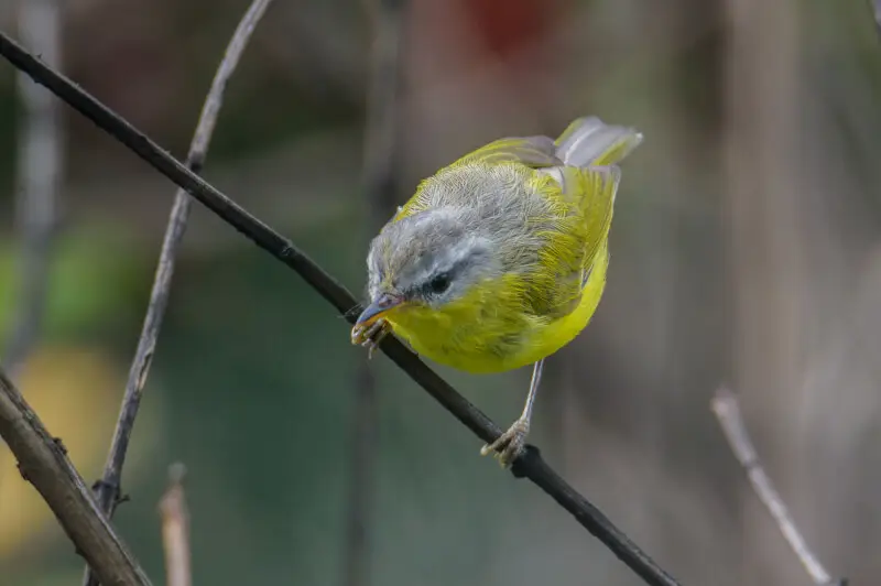 Phylloscopus xanthoschistos - факти, дієта, ареал і фотографії на ...