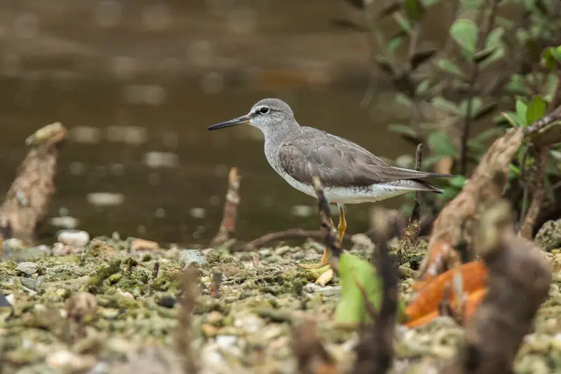 Grey-tailed tattler - Facts, Diet, Habitat & Pictures on Animalia.bio