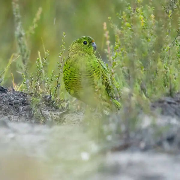 Eastern ground parrot - Facts, Diet, Habitat & Pictures on Animalia.bio