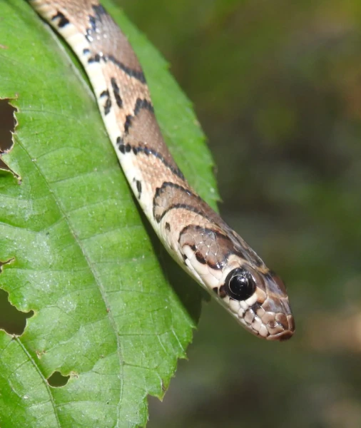 Platyceps gracilis - Facts, Diet, Habitat & Pictures on Animalia.bio