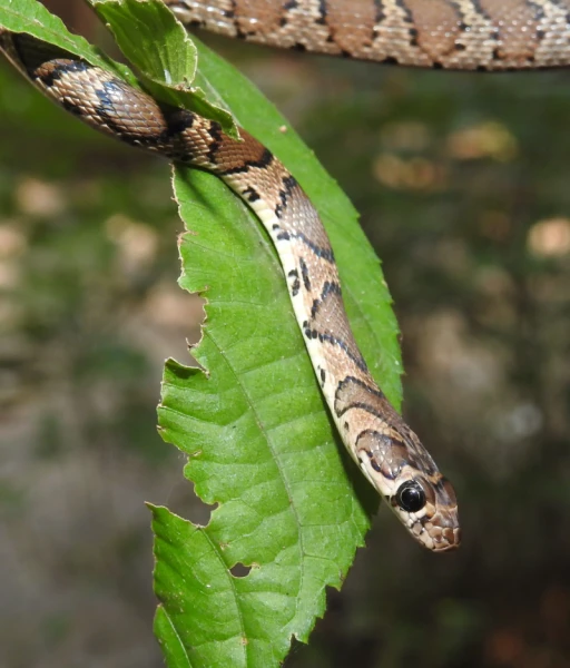 Platyceps gracilis - Facts, Diet, Habitat & Pictures on Animalia.bio