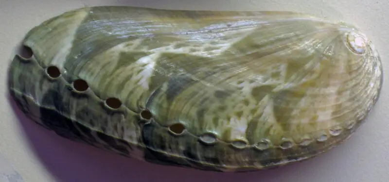 Haliotis asinina - Facts, Diet, Habitat & Pictures on Animalia.bio