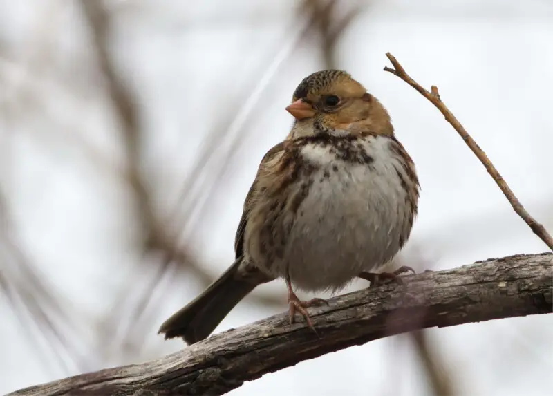 Harris's sparrow - Facts, Diet, Habitat & Pictures on Animalia.bio