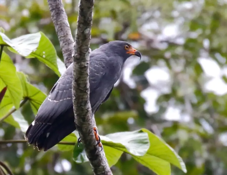 Helicolestes hamatus - факти, дієта, ареал і фотографії на Animalia.bio