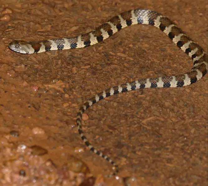 Helicops angulatus - Facts, Diet, Habitat & Pictures on Animalia.bio