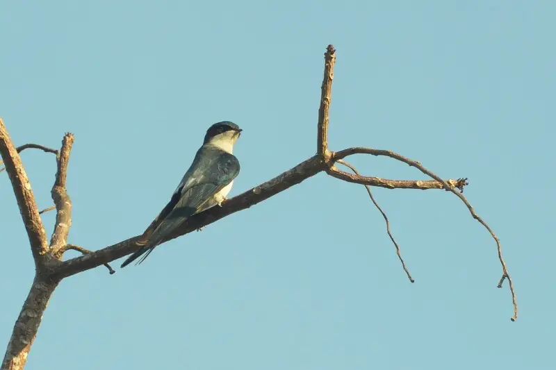 Grey-rumped treeswift - Facts, Diet, Habitat & Pictures on Animalia.bio