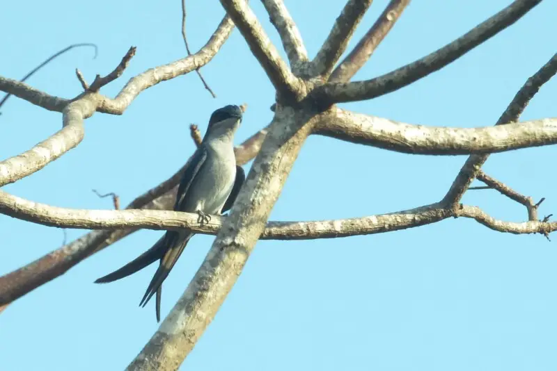 Grey-rumped treeswift - Facts, Diet, Habitat & Pictures on Animalia.bio