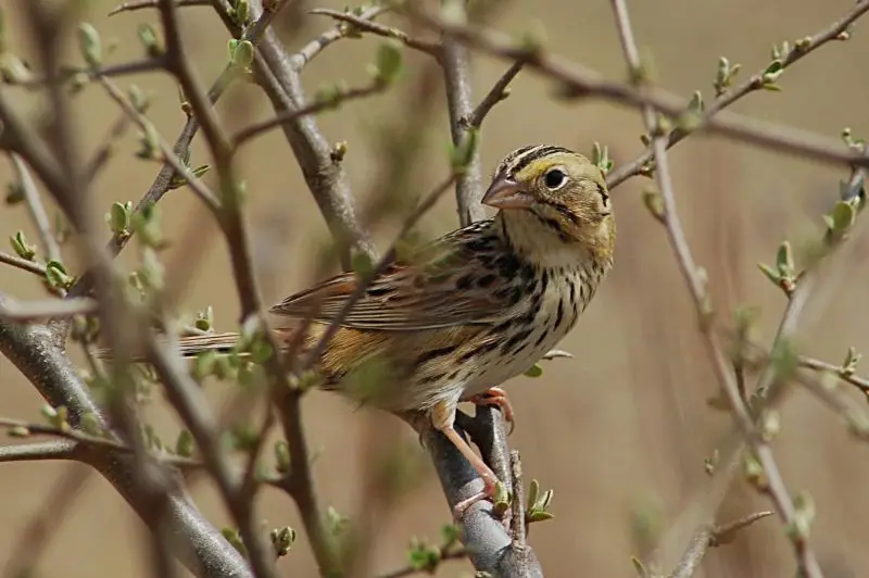 Henslow's Sparrow - Facts, Diet, Habitat & Pictures on Animalia.bio