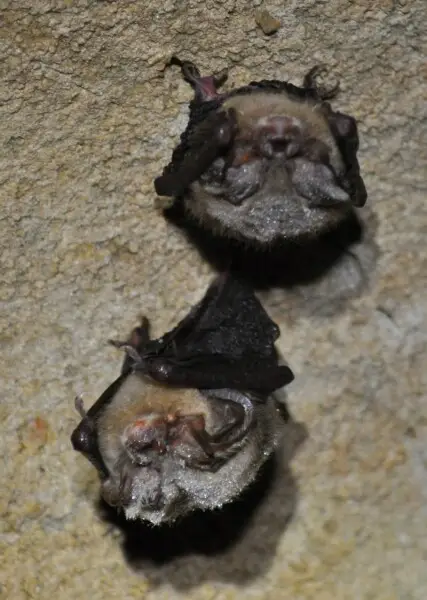 Virginia big-eared bat - Facts, Diet, Habitat & Pictures on Animalia.bio