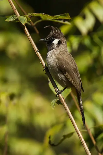 Himalayan bulbul - Facts, Diet, Habitat & Pictures on Animalia.bio