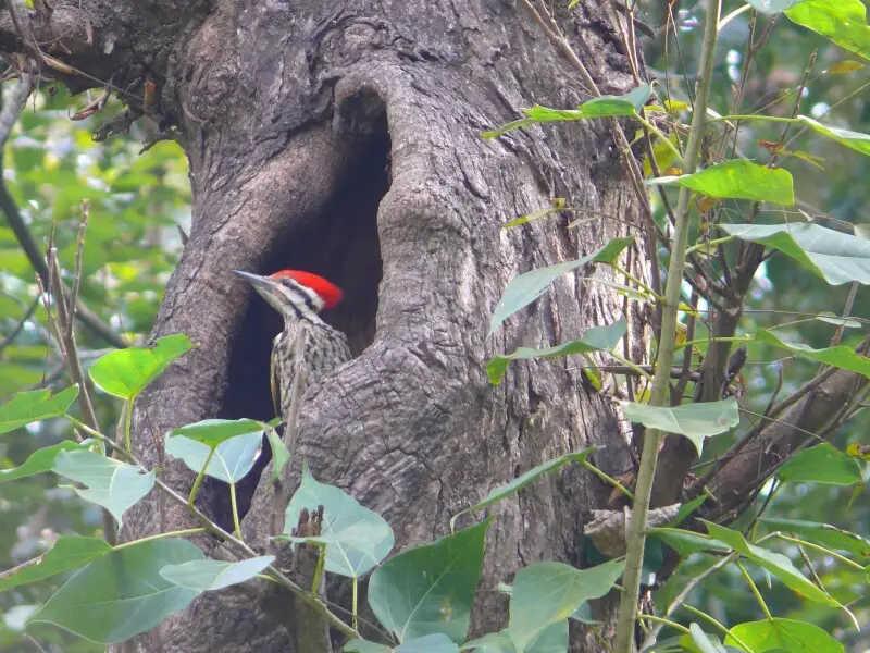 Himalayan flameback - Facts, Diet, Habitat & Pictures on Animalia.bio