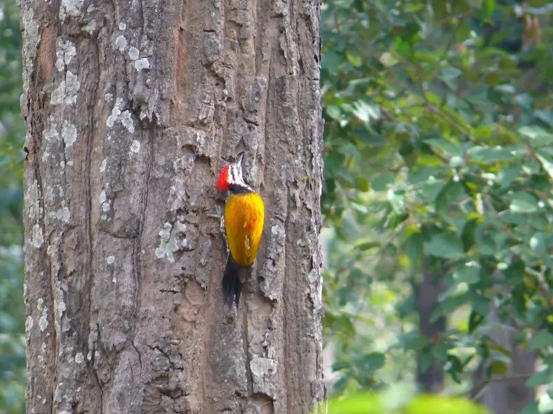 Himalayan flameback - Facts, Diet, Habitat & Pictures on Animalia.bio
