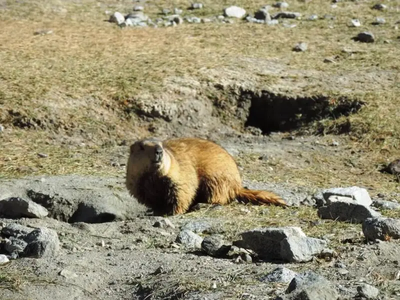 Long-tailed marmot - Facts, Diet, Habitat & Pictures on Animalia.bio