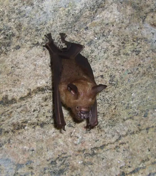 Indian roundleaf bat - Facts, Diet, Habitat & Pictures on Animalia.bio